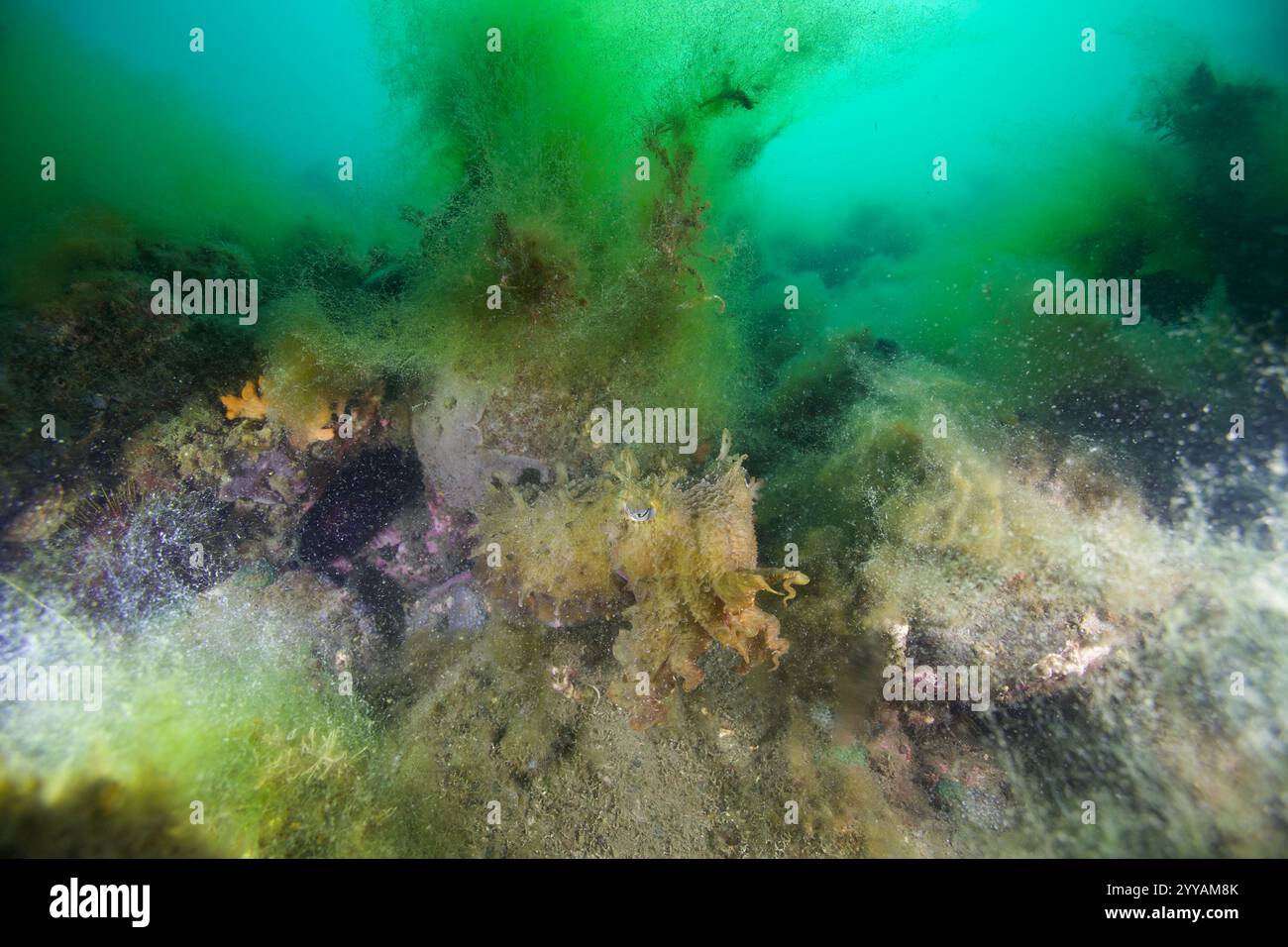 Marine Life of Port Philip bay, Australia Stock Photo - Alamy