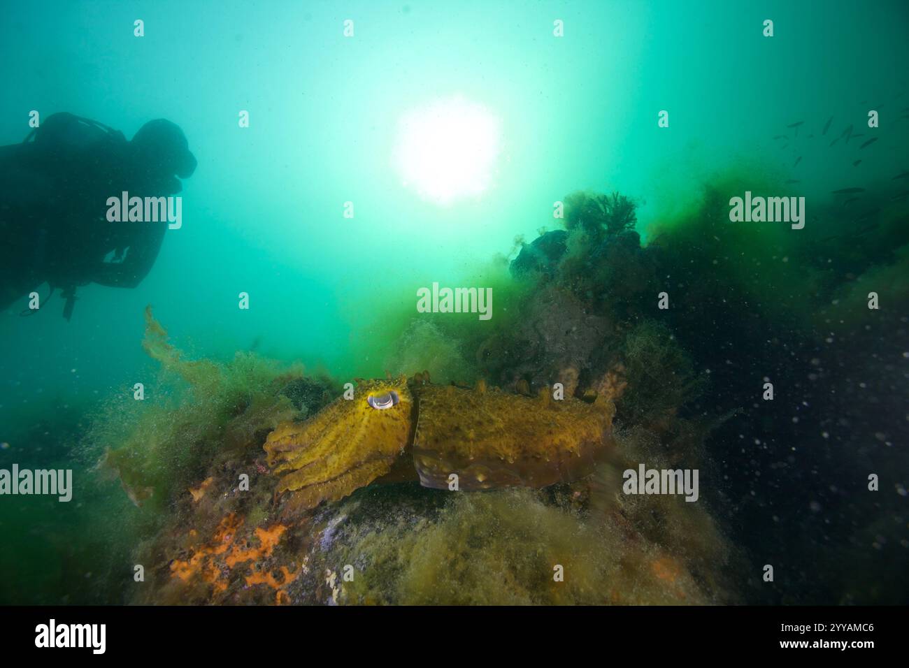 Marine Life of Port Philip bay, Australia Stock Photo - Alamy