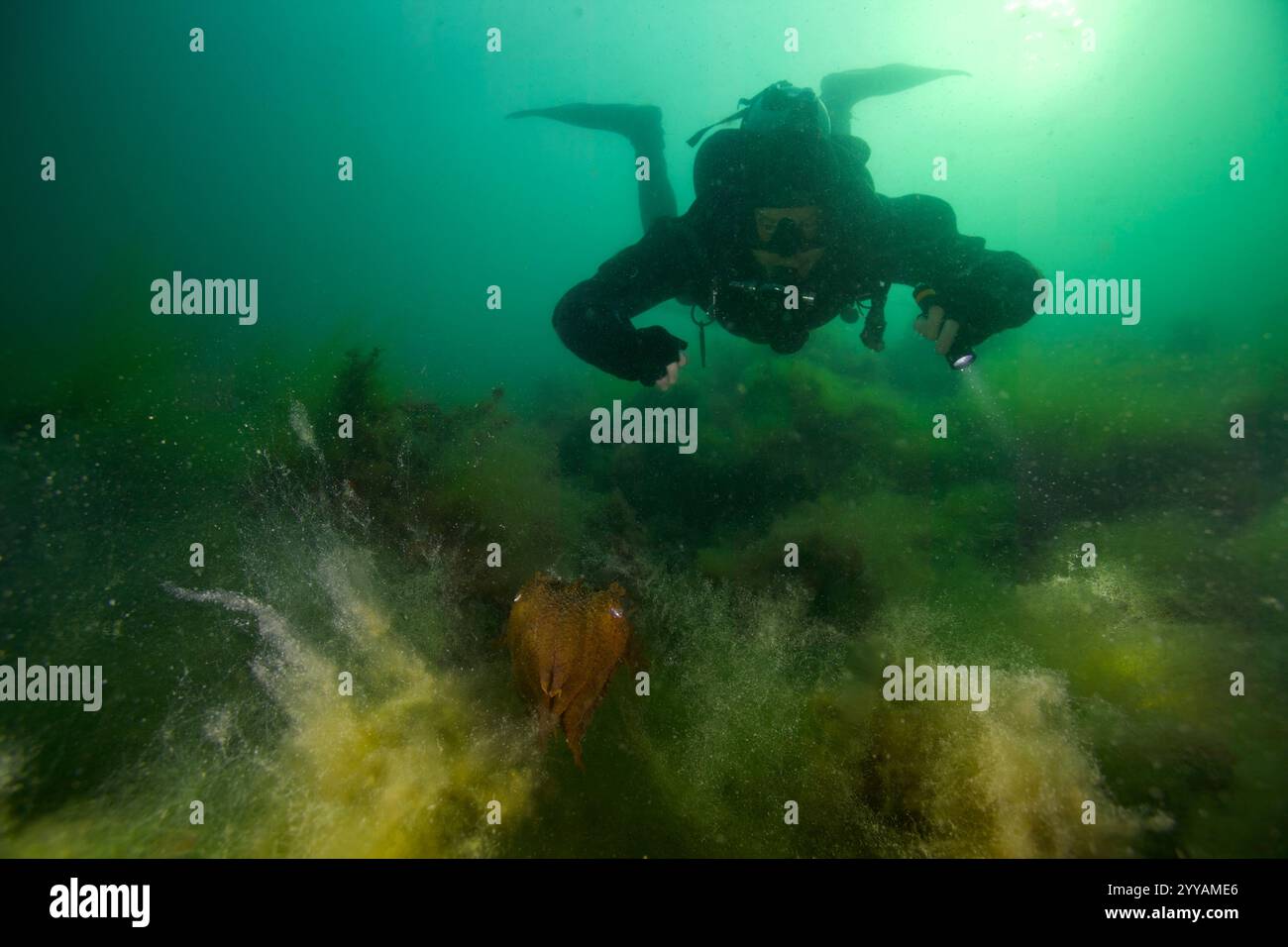 Marine Life of Port Philip bay, Australia Stock Photo - Alamy