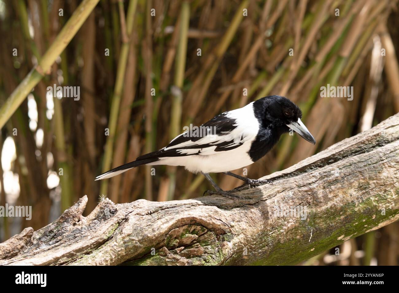 The Pied Butcherbird is a medium-sized black and white bird. It has a ...