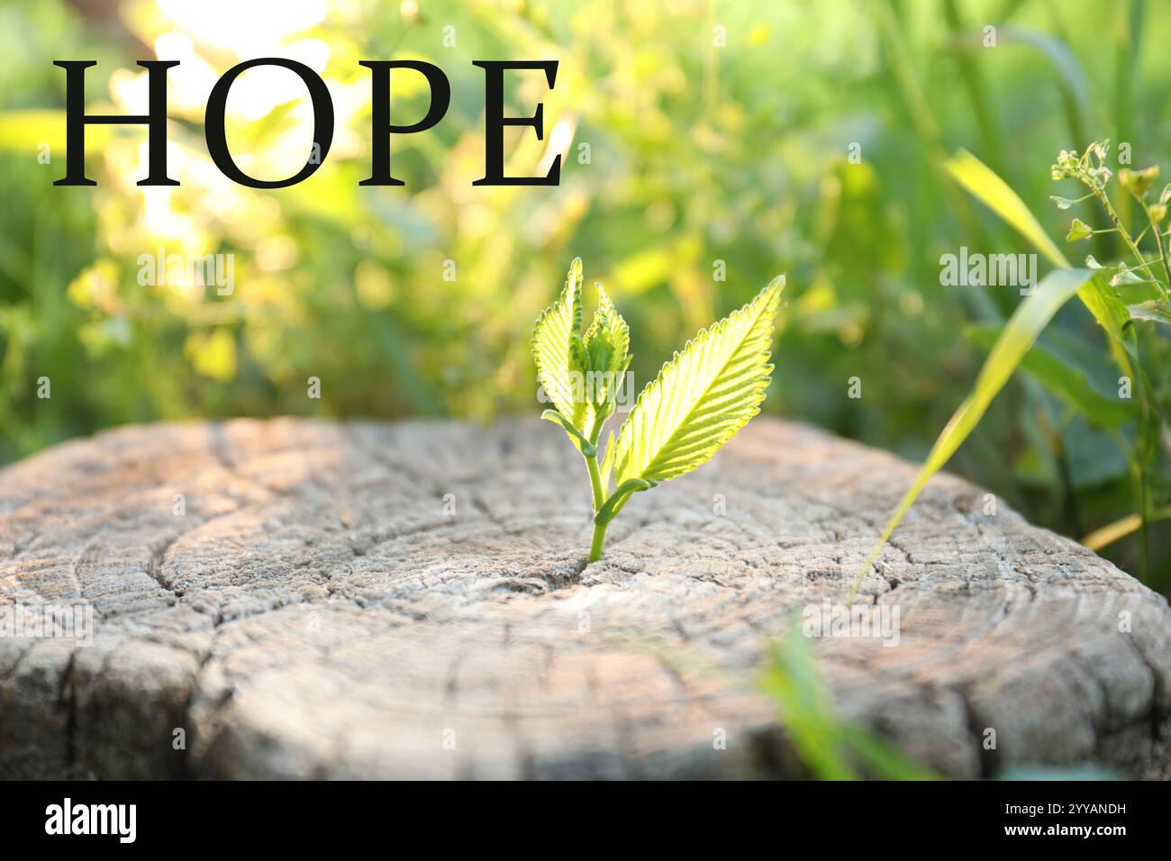 New tree growing out of old stump hi-res stock photography and images ...