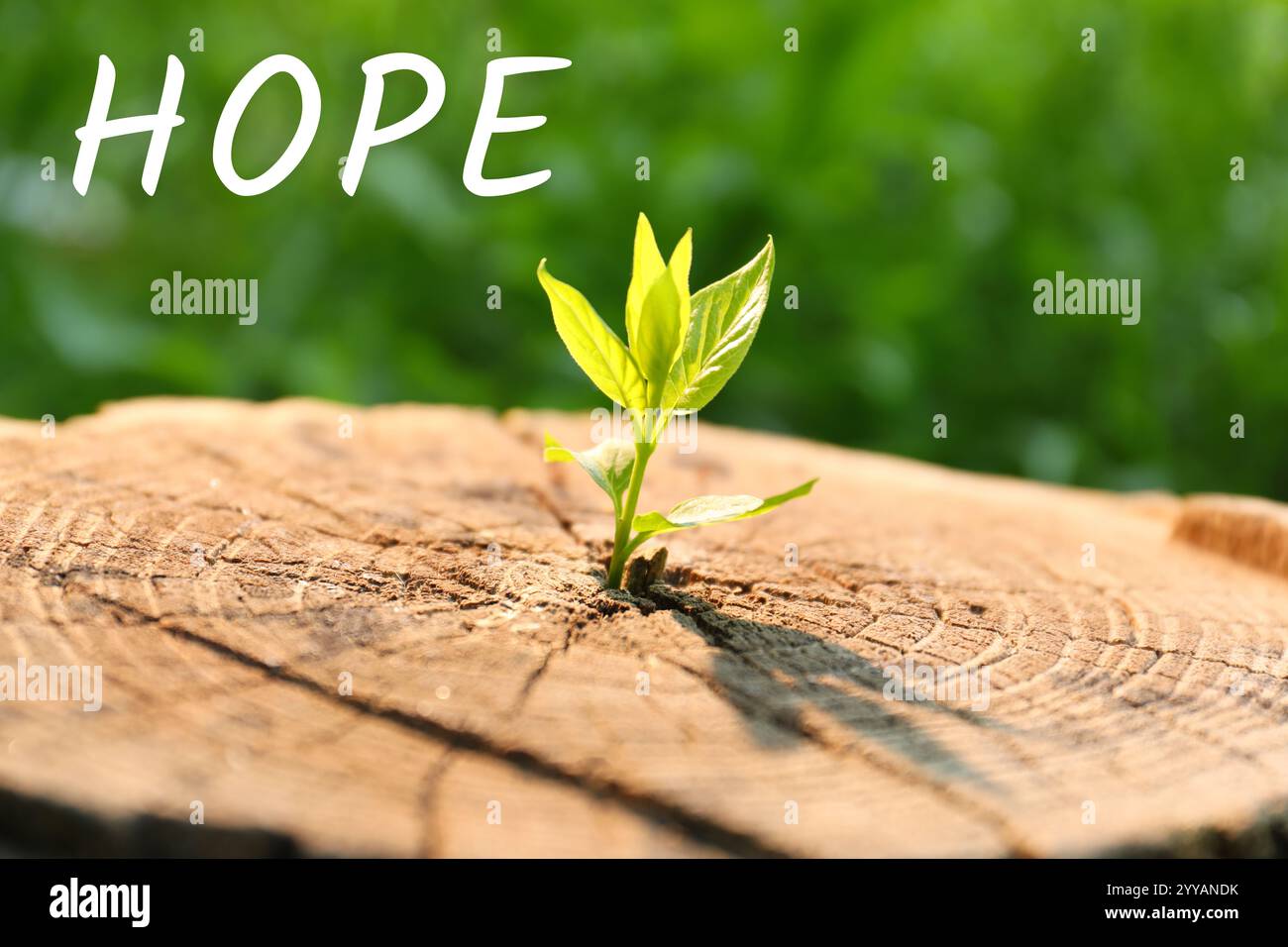 Hope. Young green seedling growing out of tree stump outdoors, closeup ...