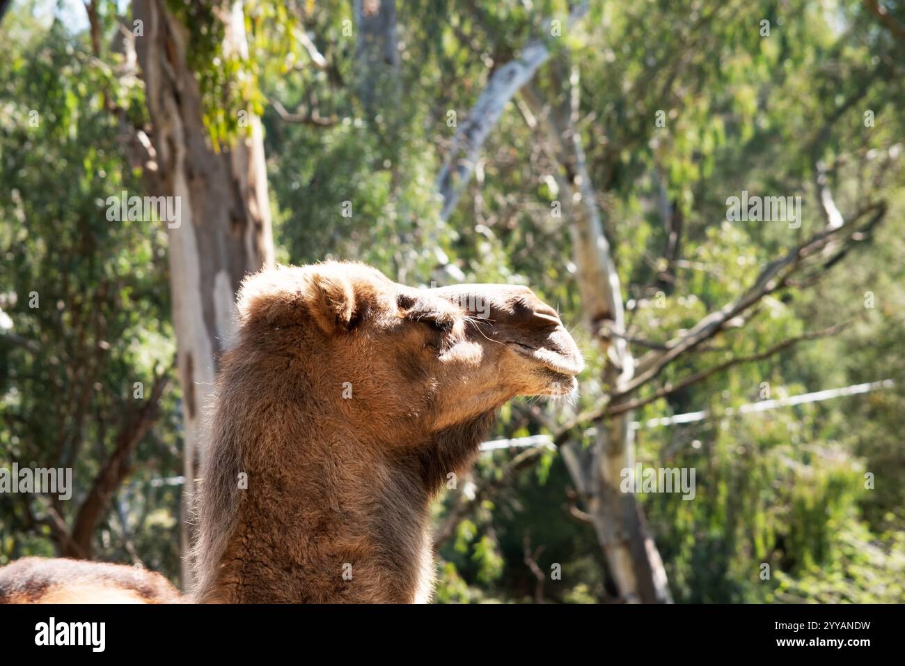 Camels are mammals with brown eyes, long lashes, a big-lipped snout and ...