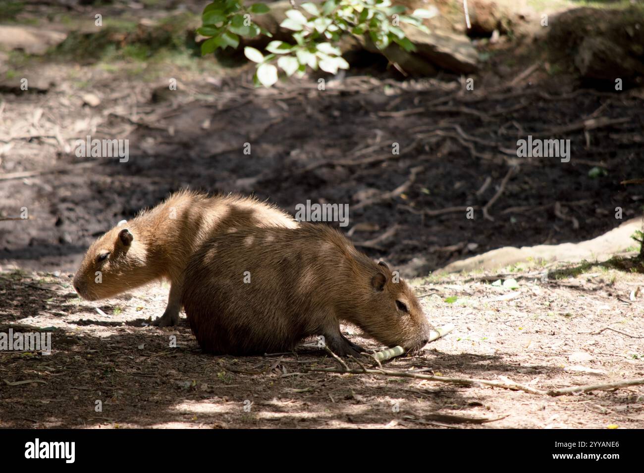 Capybara is a giant cavy rodent native to South America. It is the ...