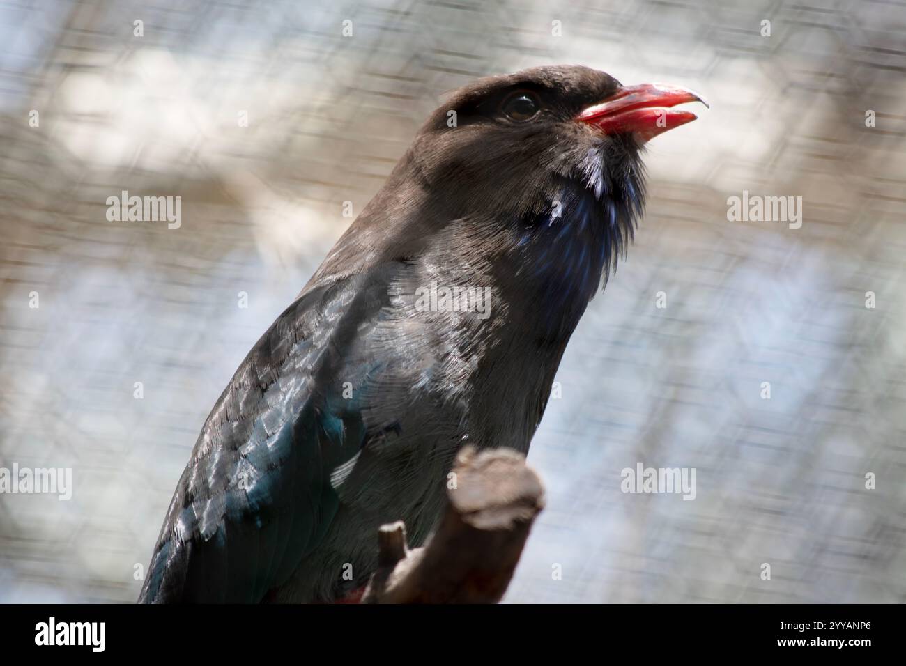 The dollar bird has mostly dark brown upperparts, washed heavily with ...
