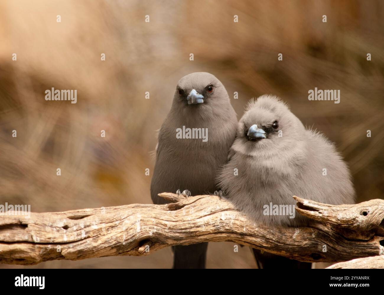 Brownish grey plumage hi-res stock photography and images - Alamy