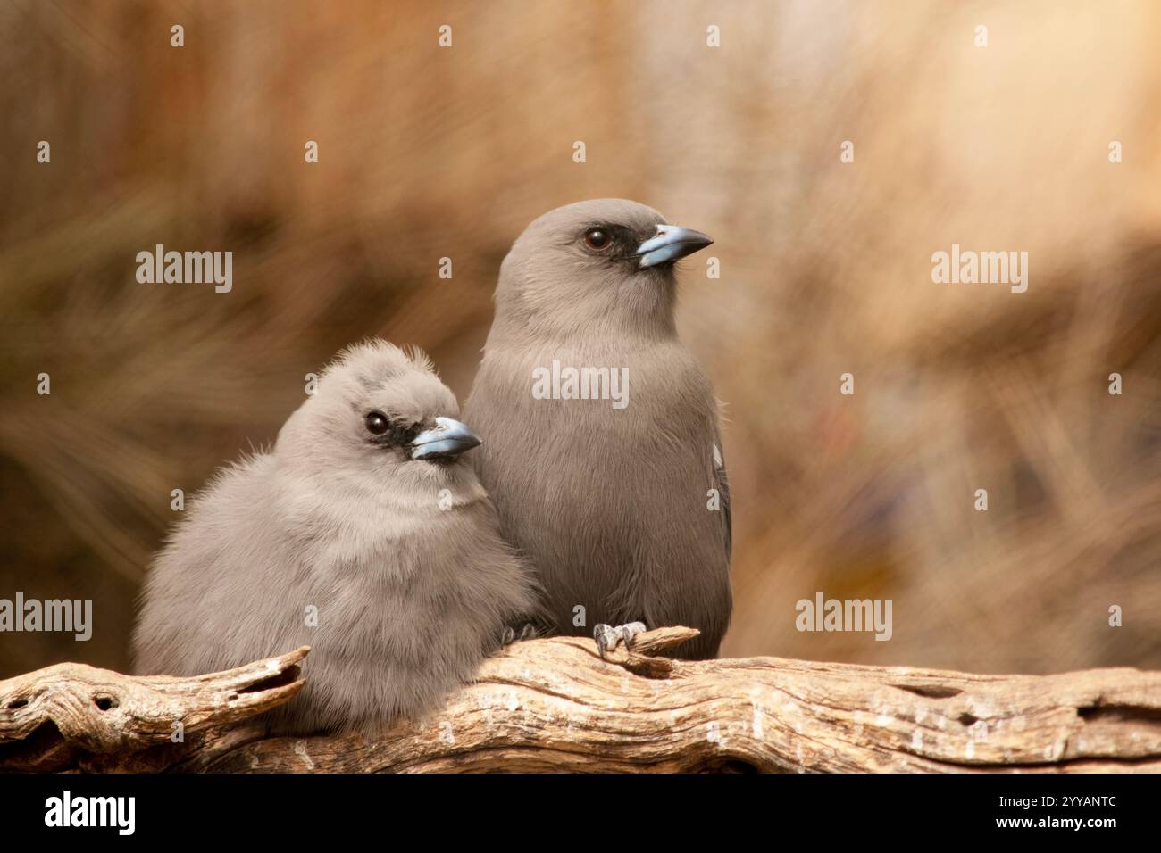 Brownish grey plumage hi-res stock photography and images - Alamy