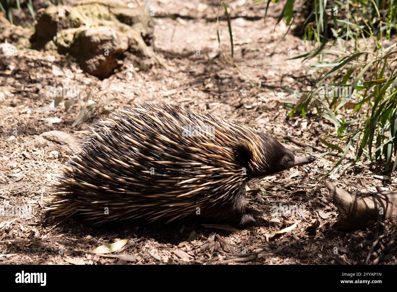 the short nosed has strong-clawed feet and spines on the upper part of ...