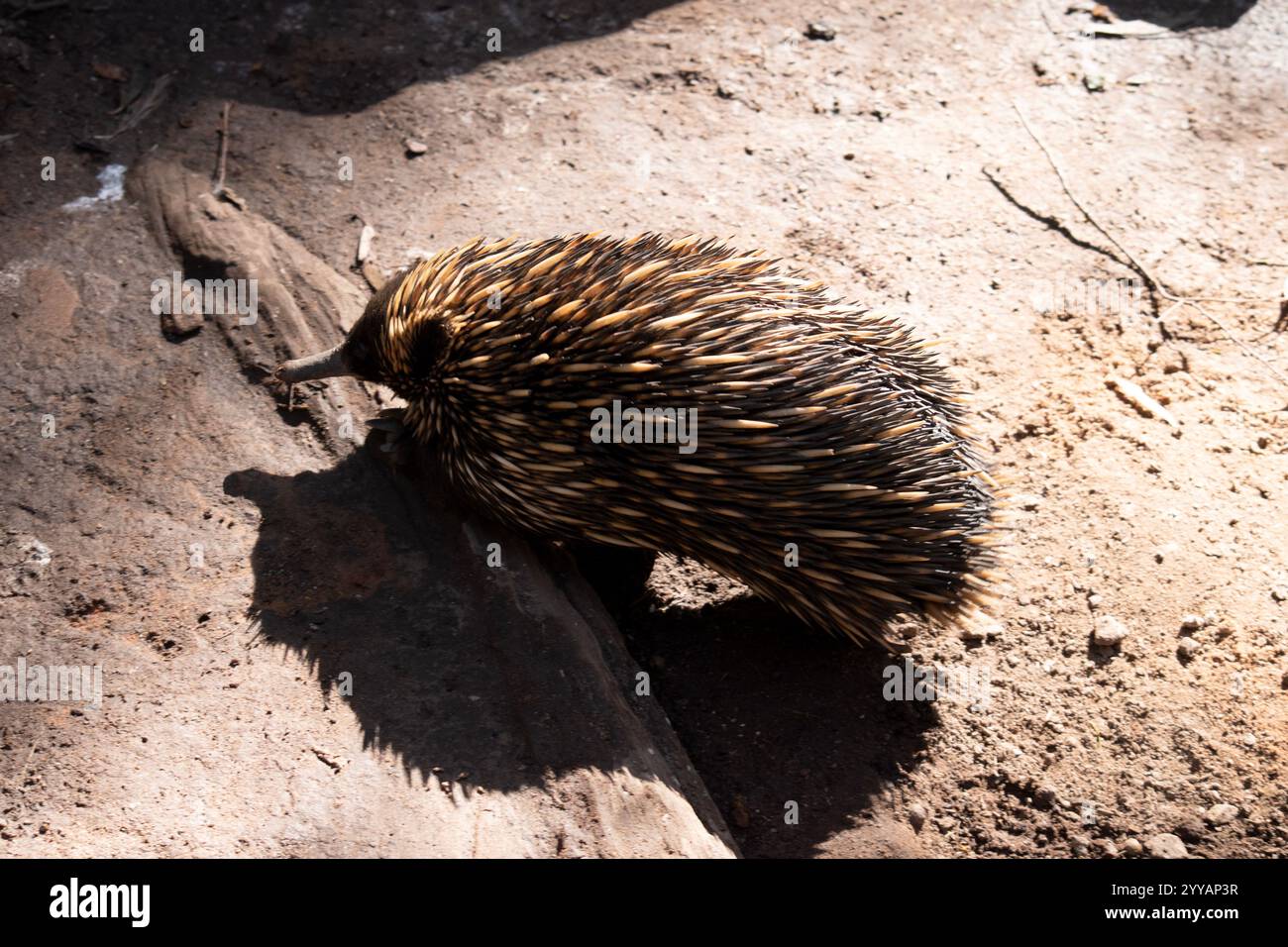 Echidna feet hi-res stock photography and images - Alamy