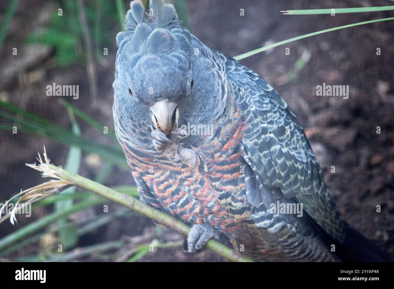 The male gang-gang parrot has a small, stocky cockatoo with a wispy ...