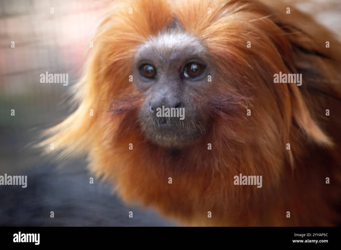 The golden lion tamarin, also known as the golden marmoset, is a small ...