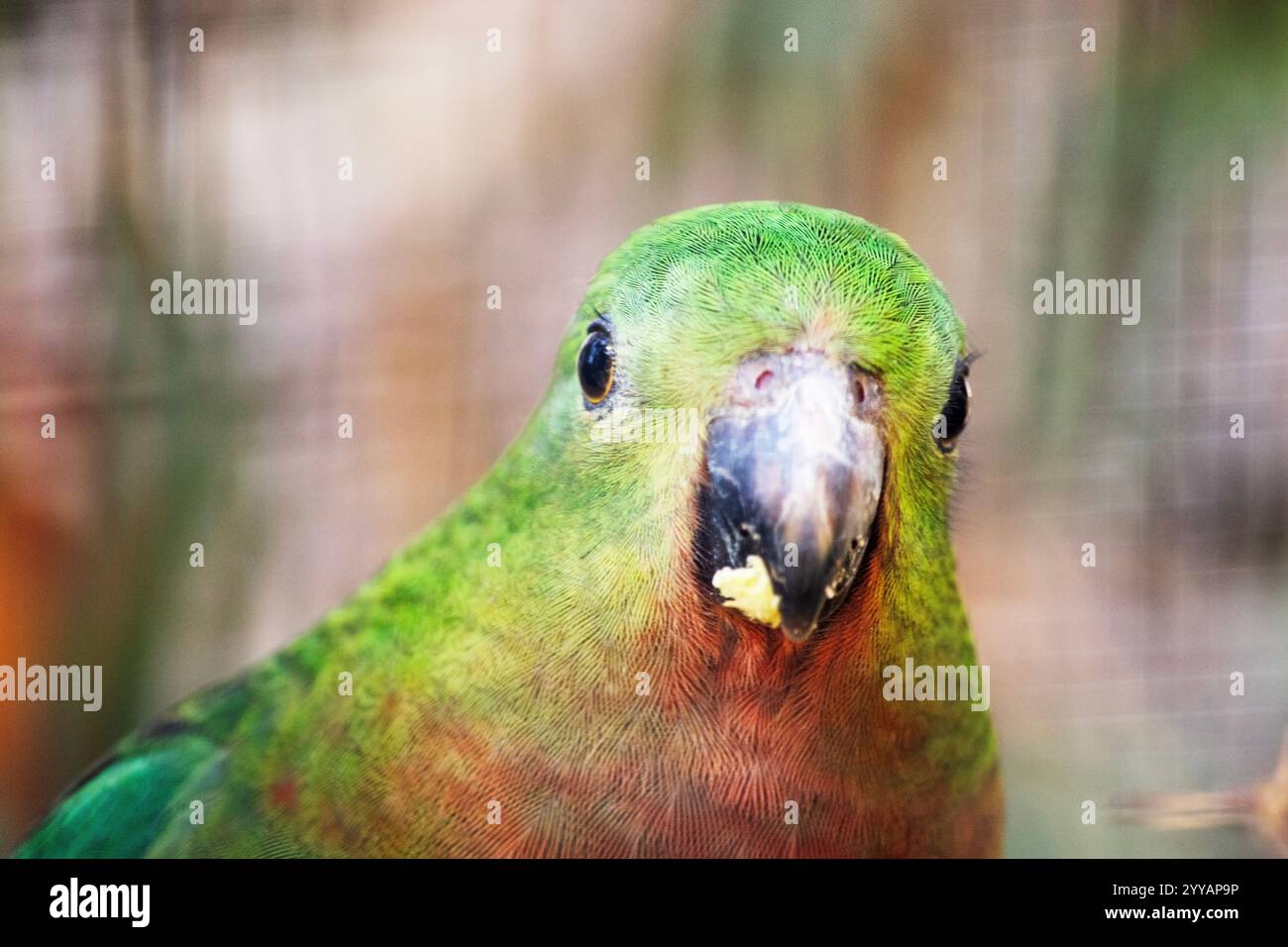 The Australian king parrot has a red belly and a green back, with green ...