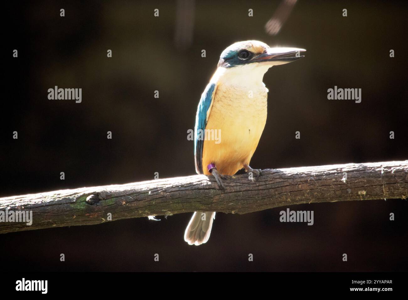 the scared kingfisher has a turquoise back, turquoise blue rump and ...