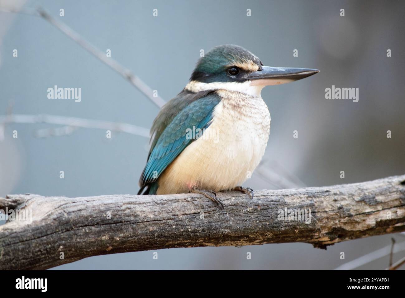 the scared kingfisher has a turquoise back, turquoise blue rump and ...