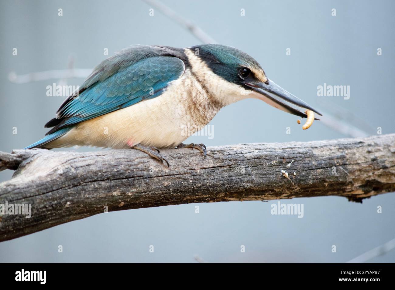 the scared kingfisher has a turquoise back, turquoise blue rump and ...