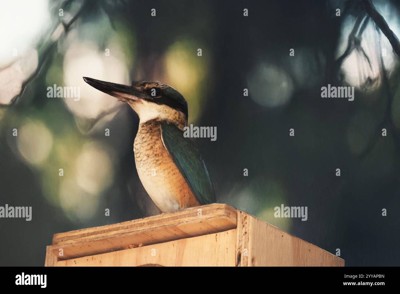 the scared kingfisher has a turquoise back, turquoise blue rump and ...