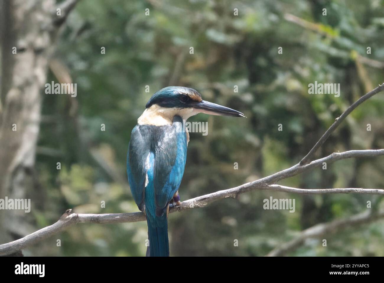 the scared kingfisher has a turquoise back, turquoise blue rump and ...