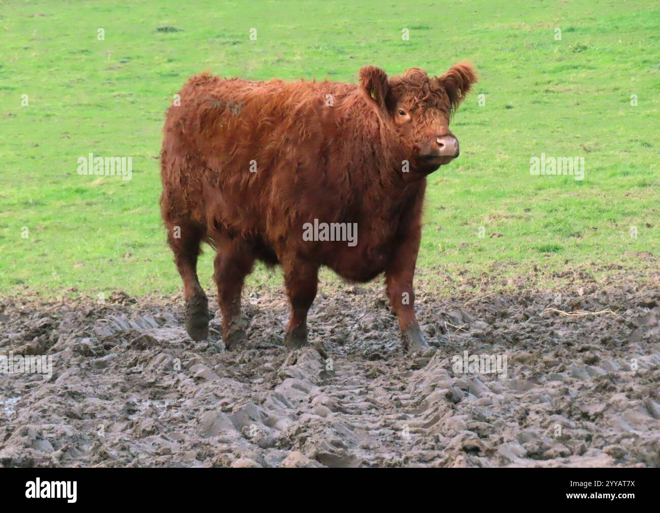 ...Galloway Rinder sind hart im nehmen...eine der robusten Rassen ...