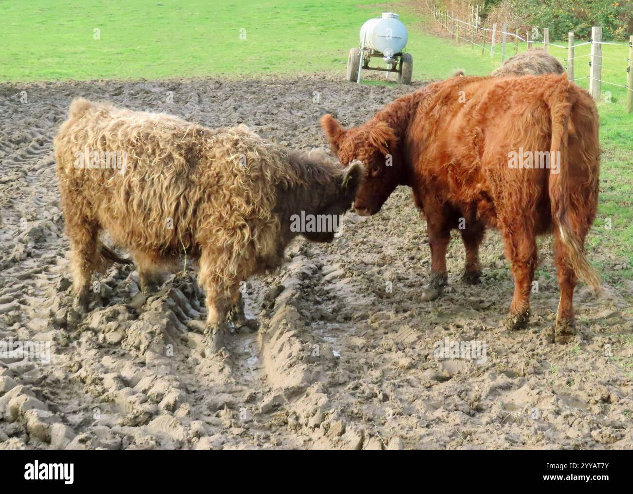 ...frueh uebt sich was die Chefin werden will... Galloway Rinder mit ...