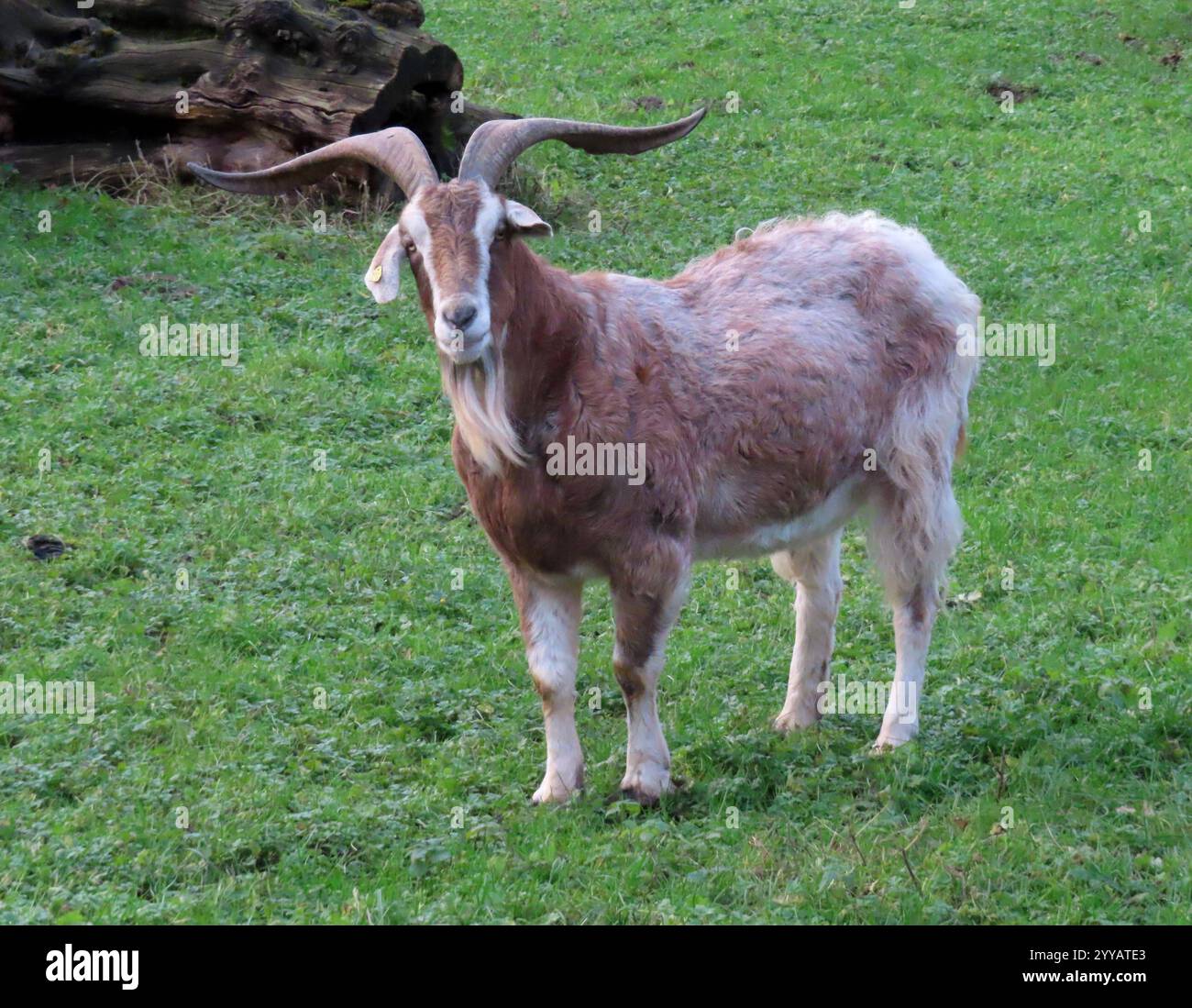 ...ein praechtiger Bock - trotz seiner Jahre noch voll im Saft ...