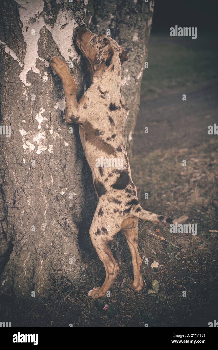Louisiana Catahoula Leopard Dog young female mimicry near birch tree ...