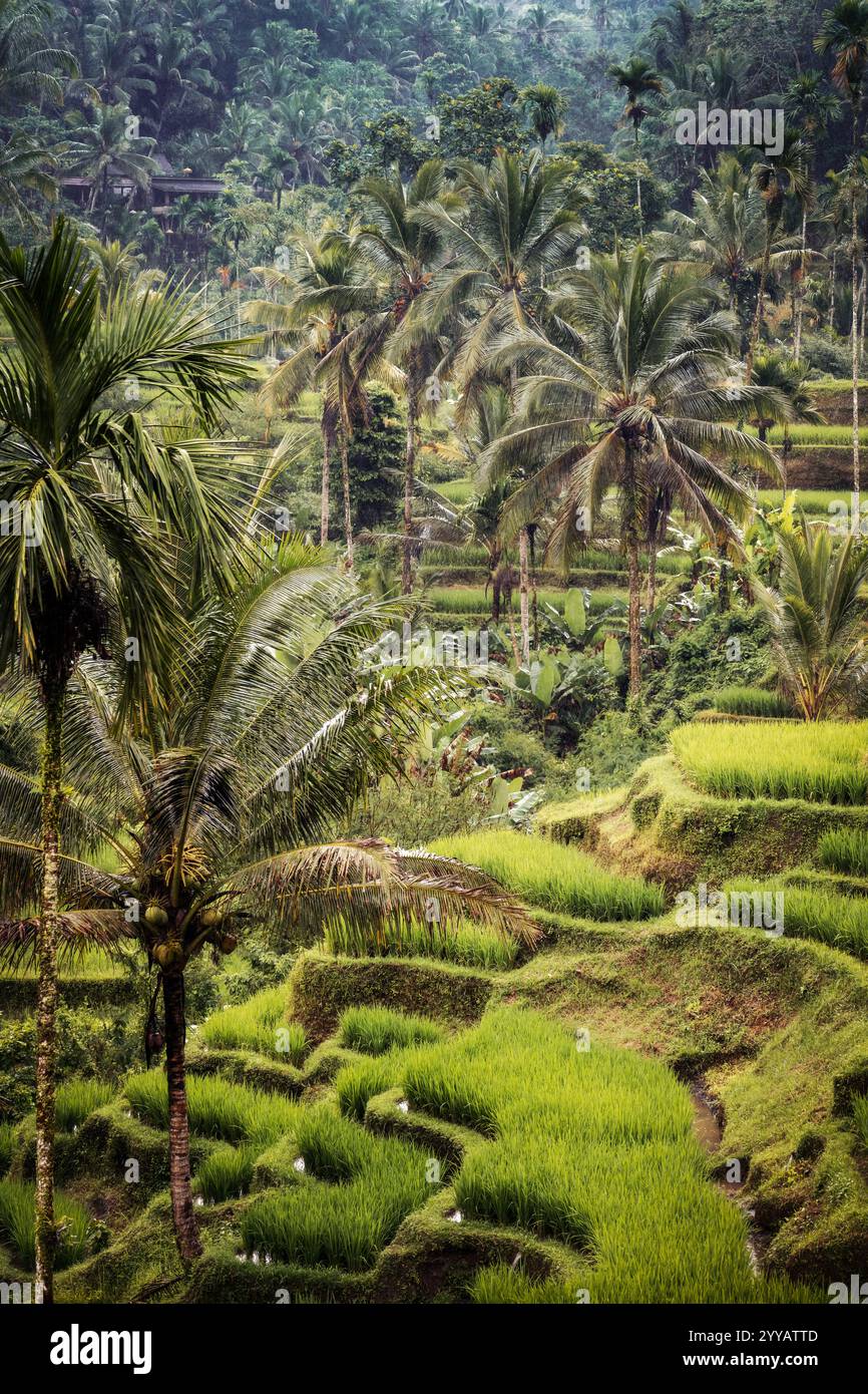 Rice Plantations in South East Asia Stock Photo - Alamy