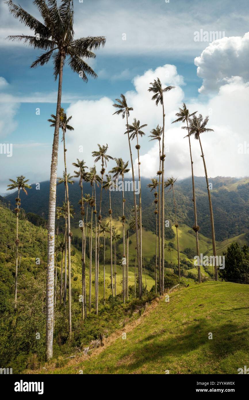 Colombia new zealand hi-res stock photography and images - Alamy