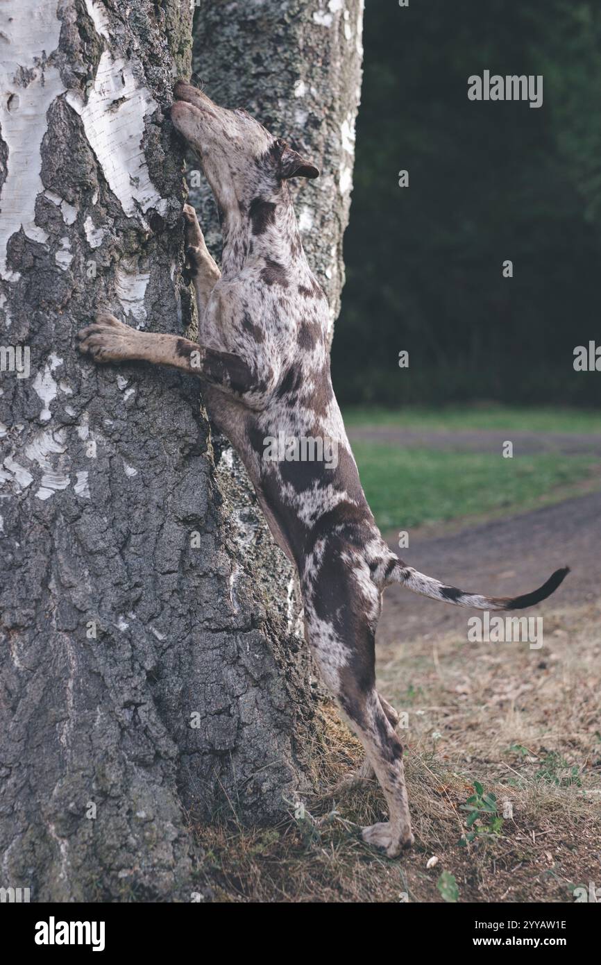 Louisiana Catahoula Leopard Dog young female mimicry near birch tree ...