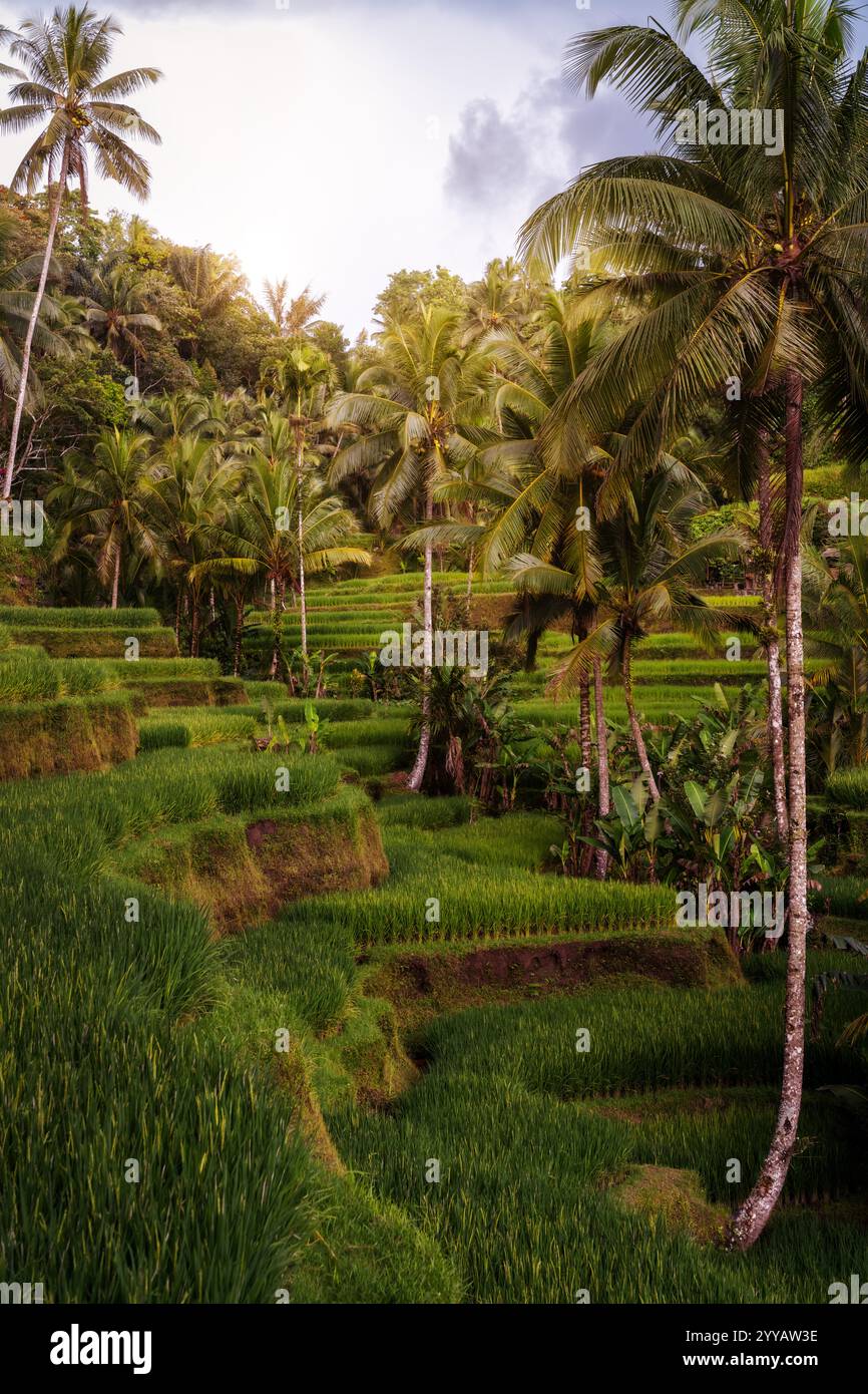 Rice Plantations in South East Asia Stock Photo - Alamy