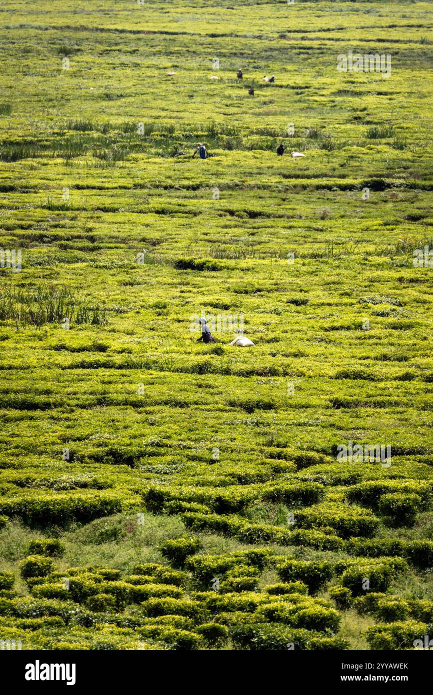 Tea Plantation during Sunrise in Uganda Stock Photo - Alamy