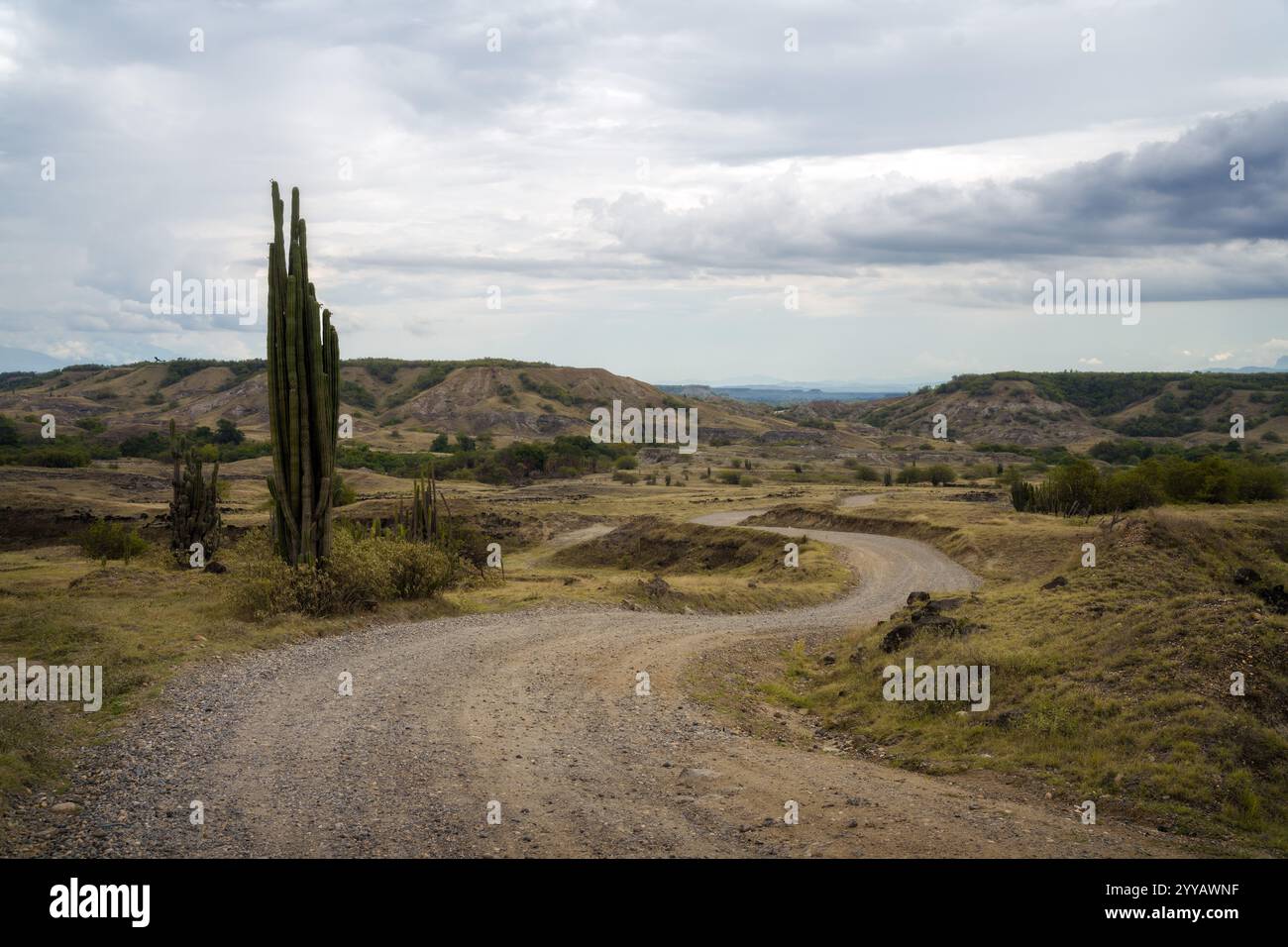 Desert dirt road bend with cactus Stock Photo - Alamy