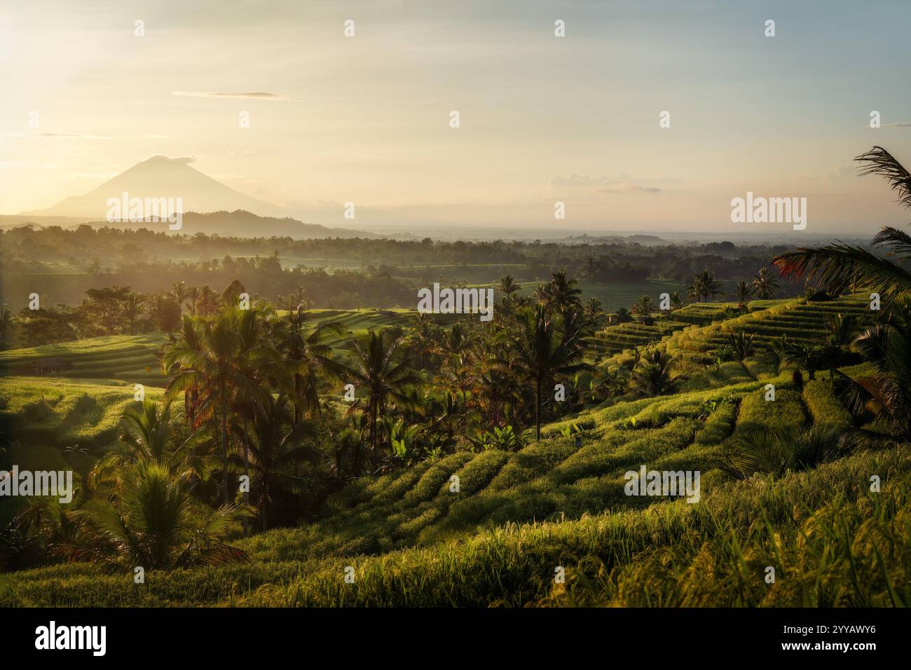 Rice Plantations in South East Asia Stock Photo - Alamy