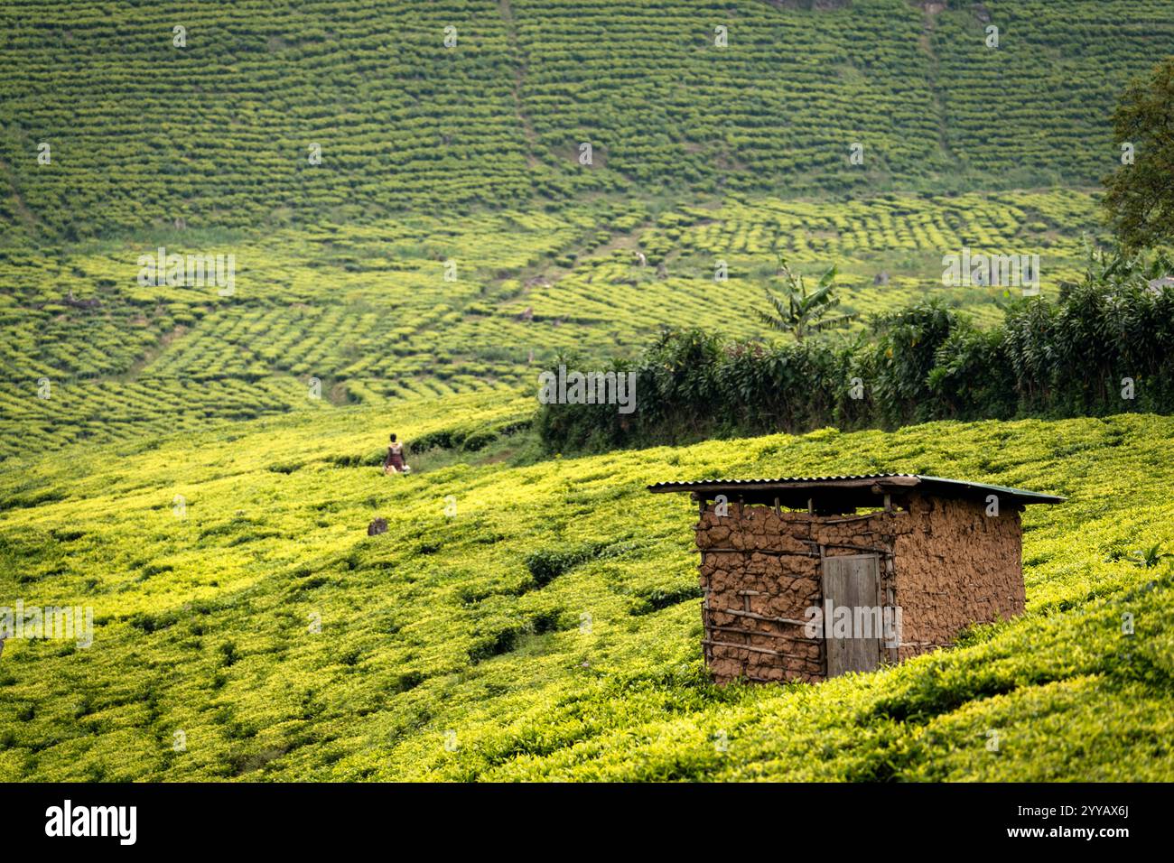 Tea Plantation during Sunrise in Uganda Stock Photo - Alamy