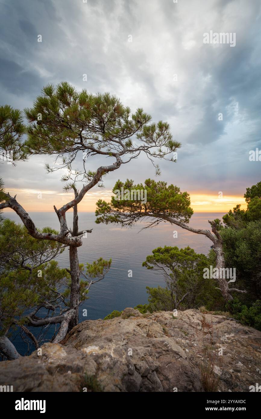 Tree trees water mediterranean hi-res stock photography and images - Alamy