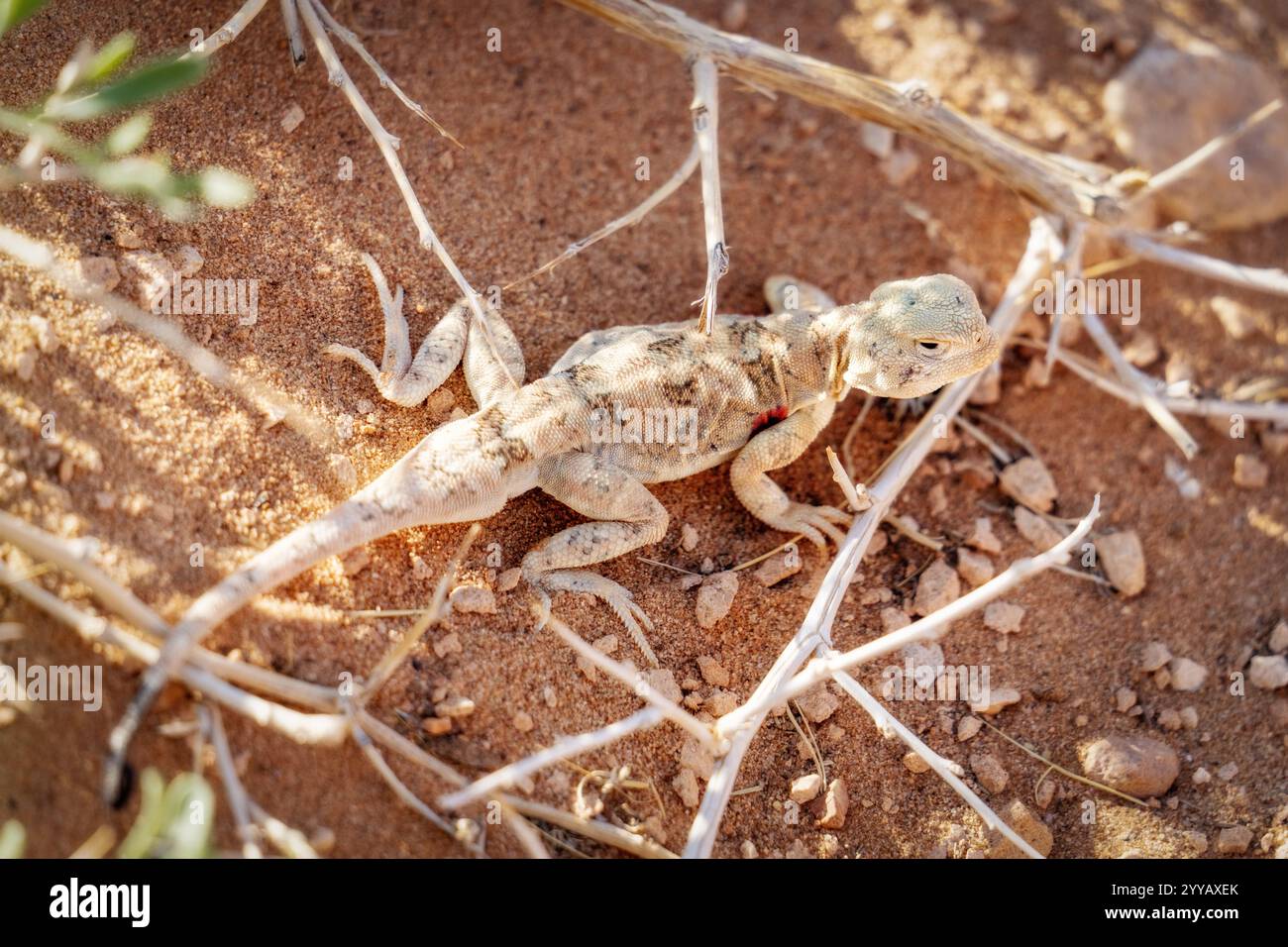 Small Lizard in the Desert in Mongolia Stock Photo - Alamy