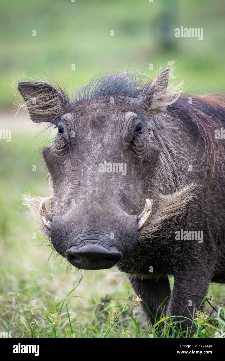 Wild Boar in the Uganda Highlands Stock Photo - Alamy