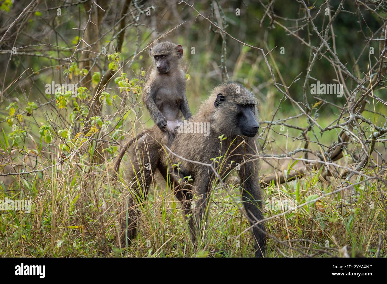 Baboon with Baby in the Uganda Grasslands Stock Photo - Alamy