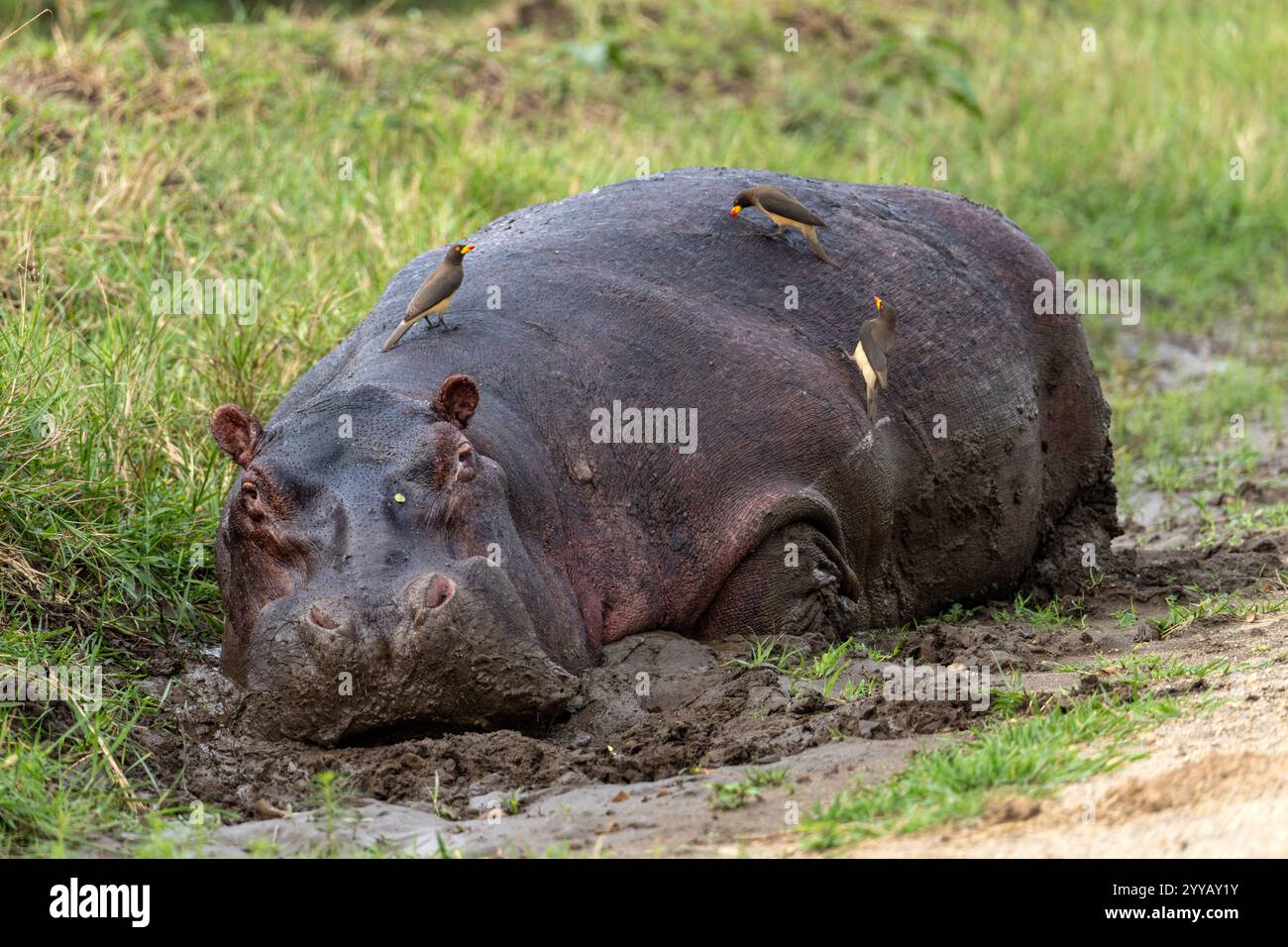Ngorongoro highlands hi-res stock photography and images - Alamy