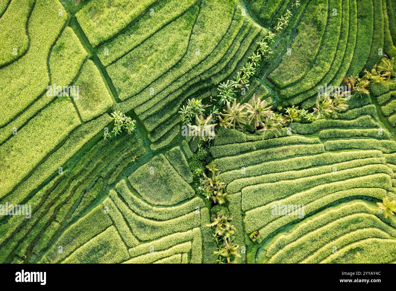 Rice Plantations in South East Asia Stock Photo - Alamy