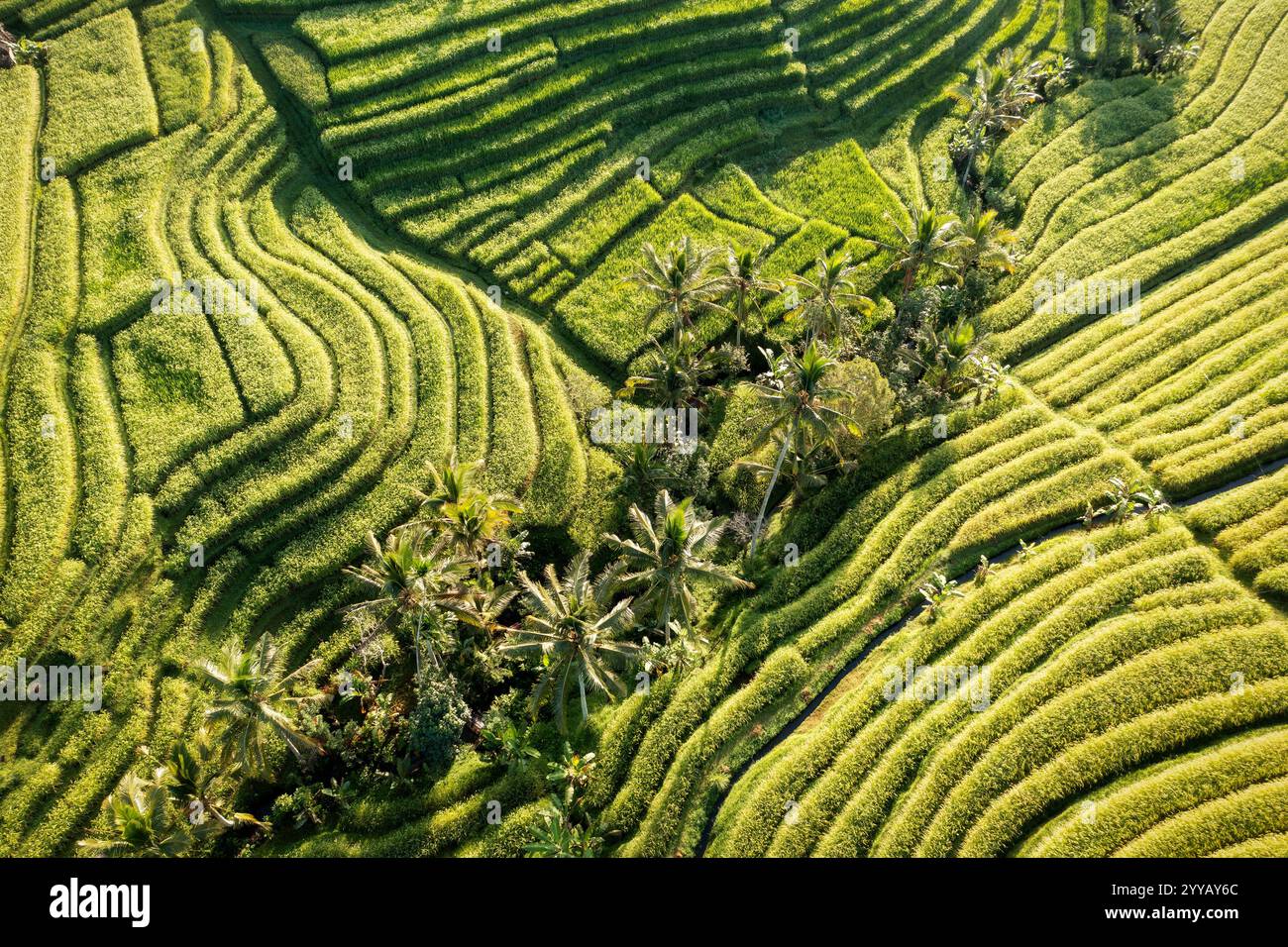 Rice Plantations in South East Asia Stock Photo - Alamy