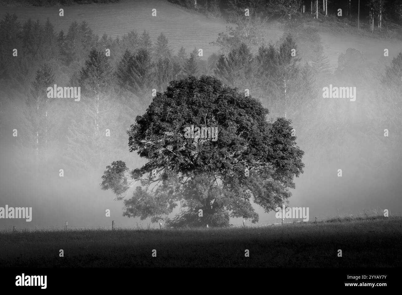 Dramatic morning view silhouette Black and White Stock Photos & Images ...