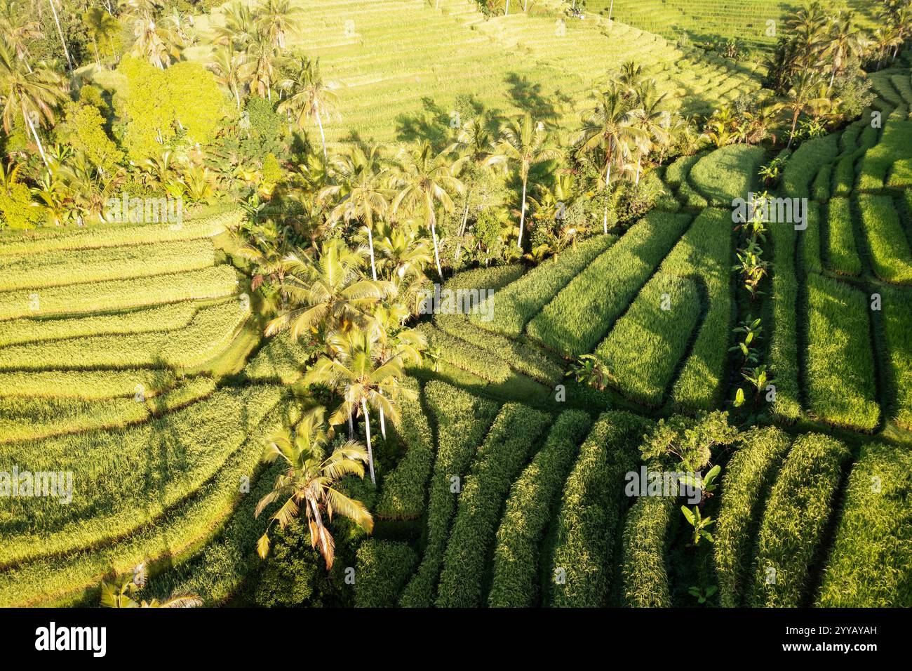 Rice Plantations in South East Asia Stock Photo - Alamy