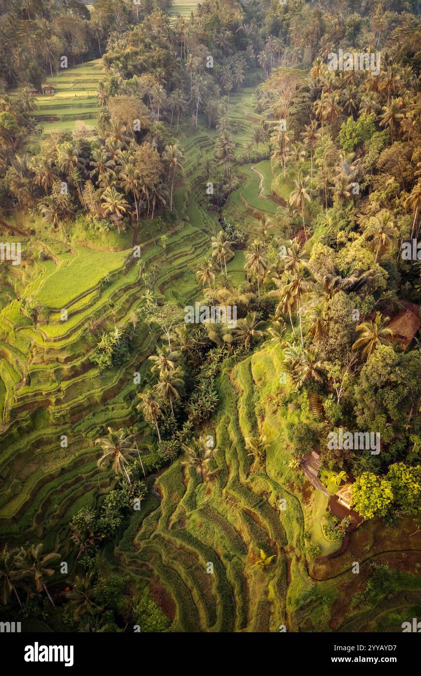 Rice Plantations in South East Asia Stock Photo - Alamy