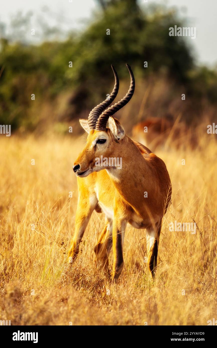 Gazelles in the desert hi-res stock photography and images - Alamy