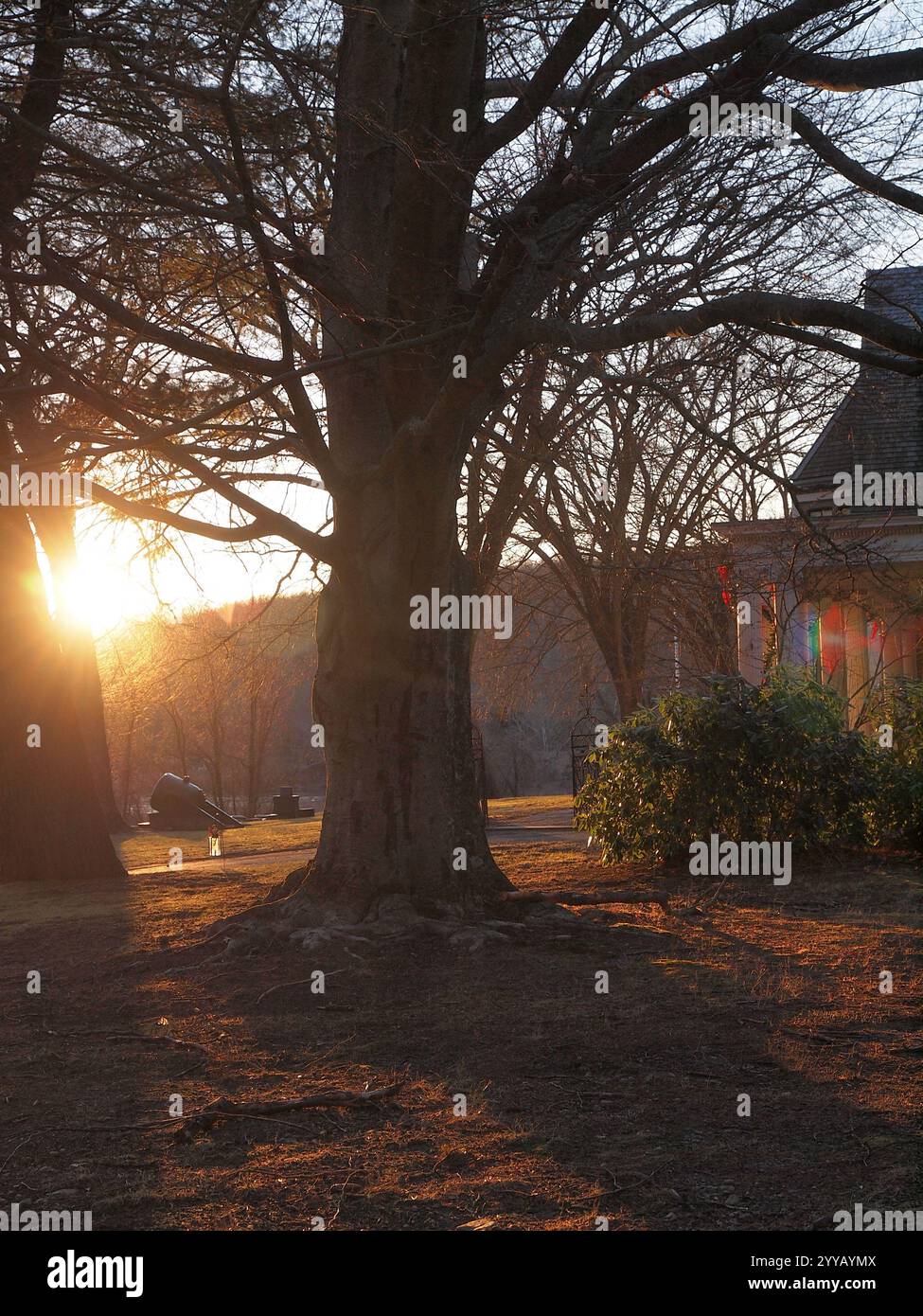 Stately old Oak trees in the afternoon sun and shadows at Ringwood ...