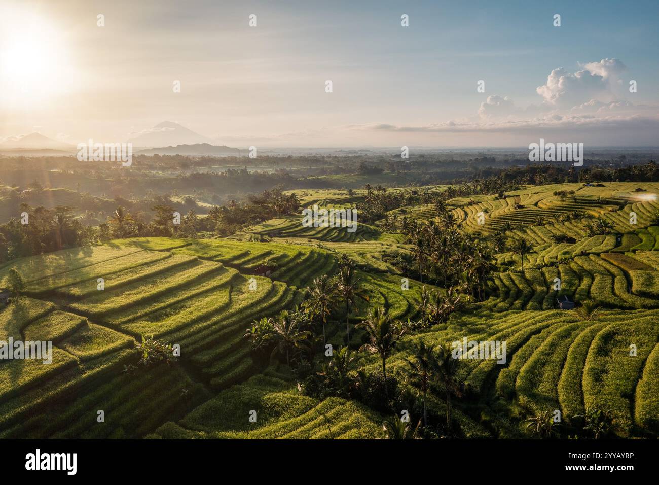 Rice Plantations in South East Asia Stock Photo - Alamy