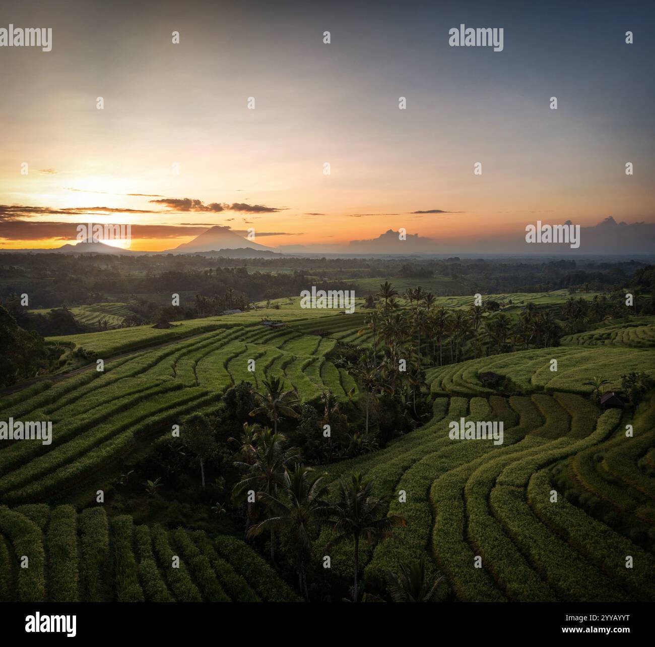 Rice Plantations in South East Asia Stock Photo - Alamy