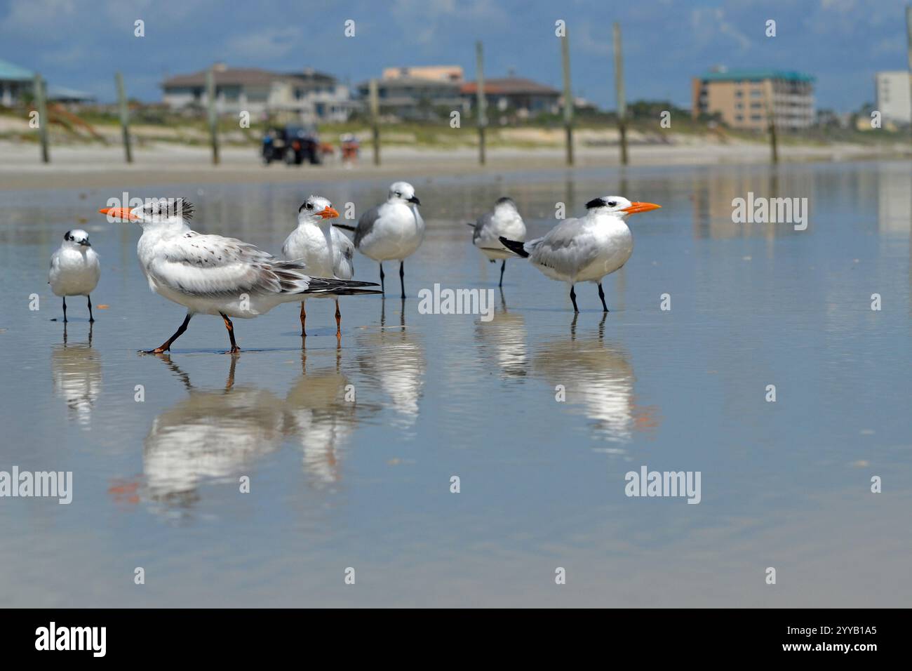 Royal Terns and Seagulls standing in the wet sand, their images ...