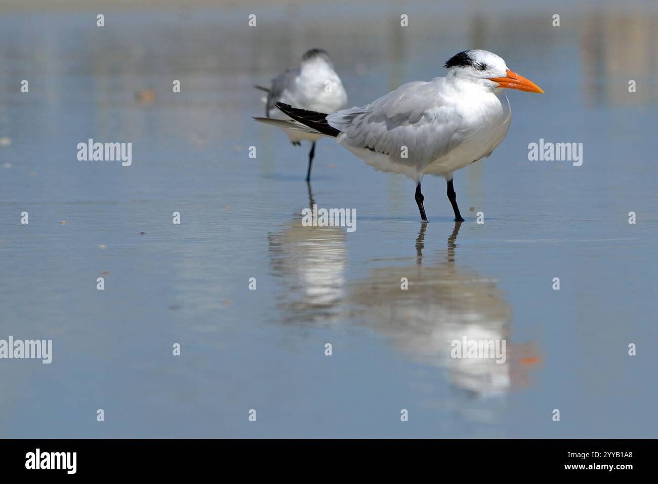 Nap time on the beach: Two Royal Terns standing in the wet sand at the ...
