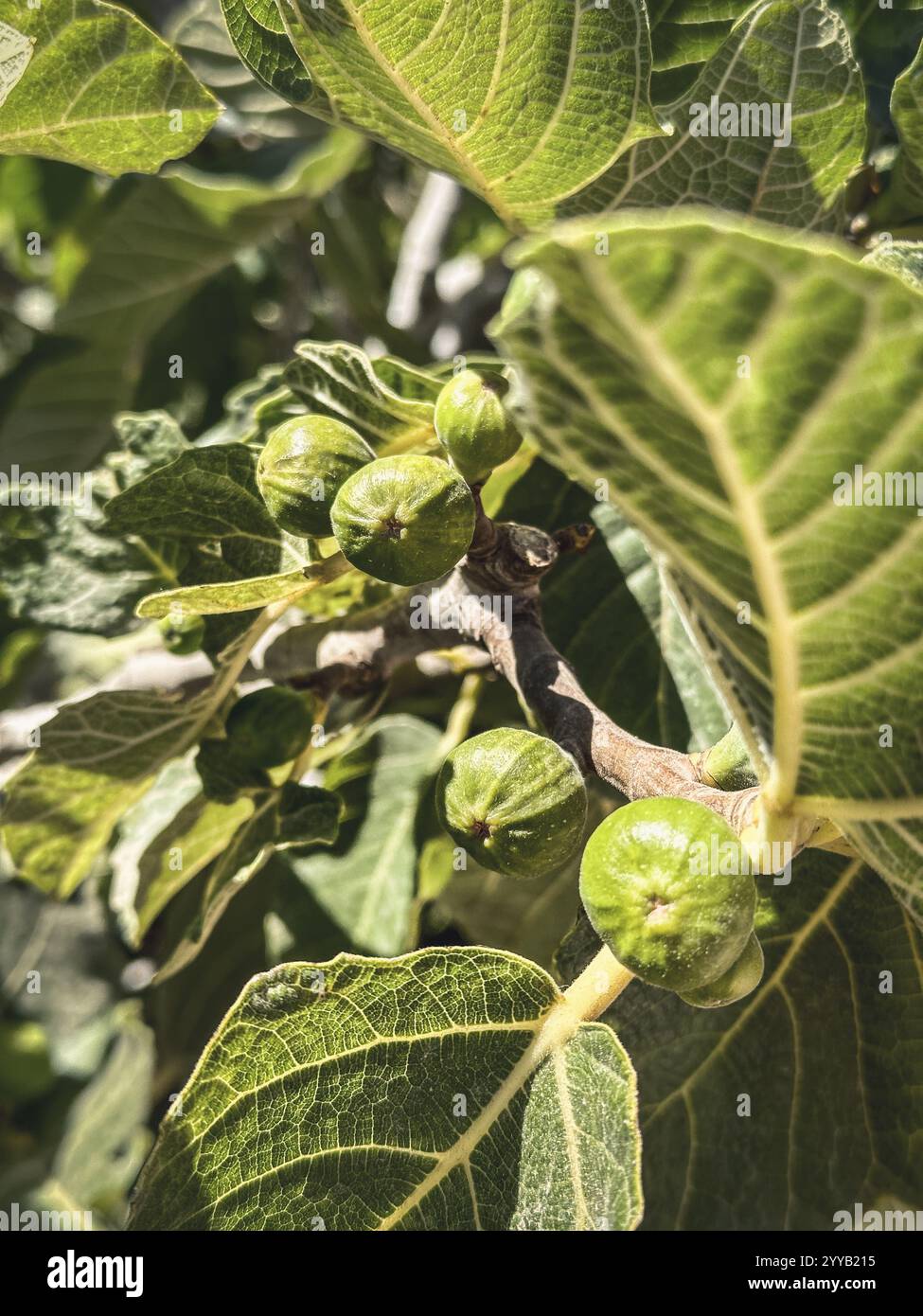The first delicate fig leaves and small figs on a fig tree, Gozo island ...